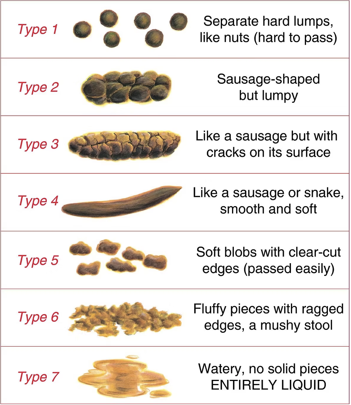 What Does the Shape of Your Stool Mean?
